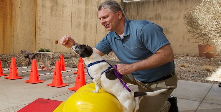 Animal Physical Therapy SIG - Academy of Orthopaedic Physical Therapy ...